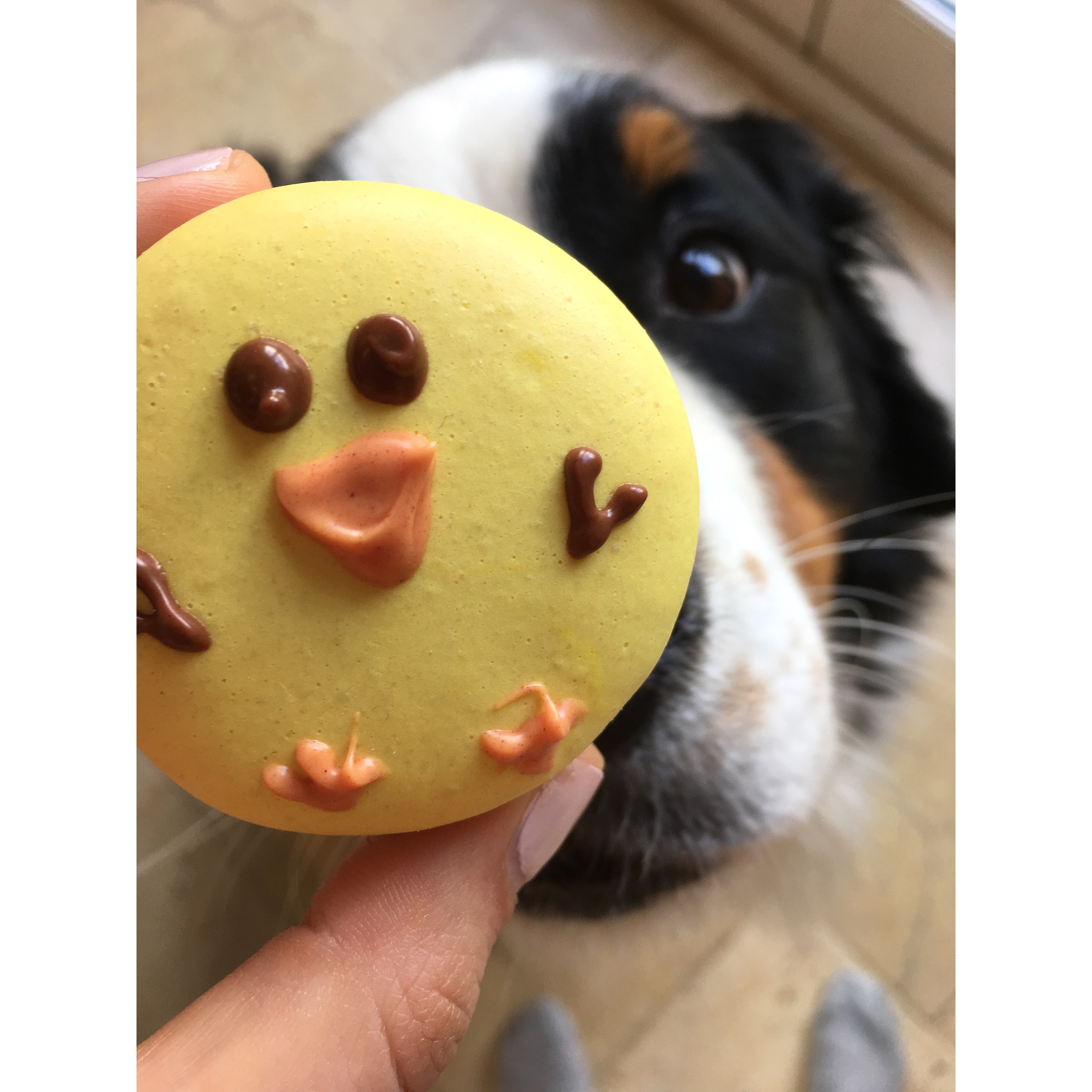 Mini Egg Macaron Chicks